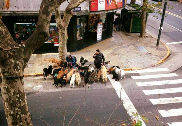 Paseadores de Perros Buenos Aires | Buenos Aires Free Walks