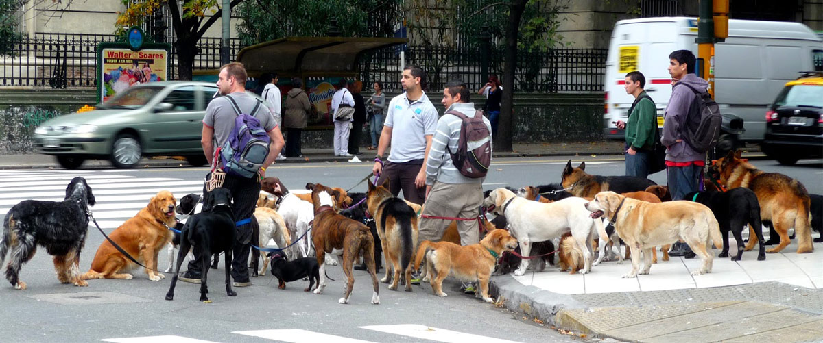 Paseadores de Perros Buenos Aires | Buenos Aires Free Walks