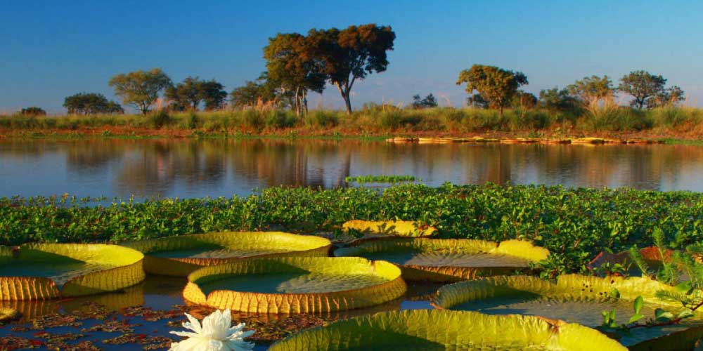 Visitar el Delta del Paraná - Buenos Aires Free Walks